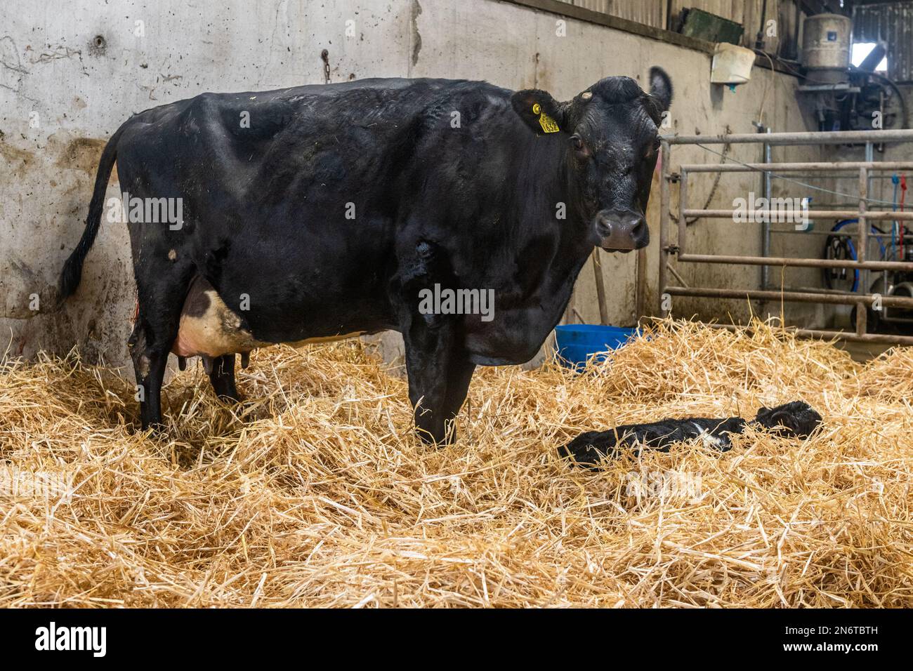 Gave over hi-res stock photography and images - Alamy