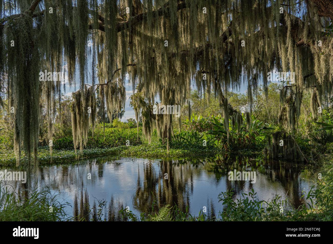 An old oak tree draped with green spanish moss above a swamp in Circle ...