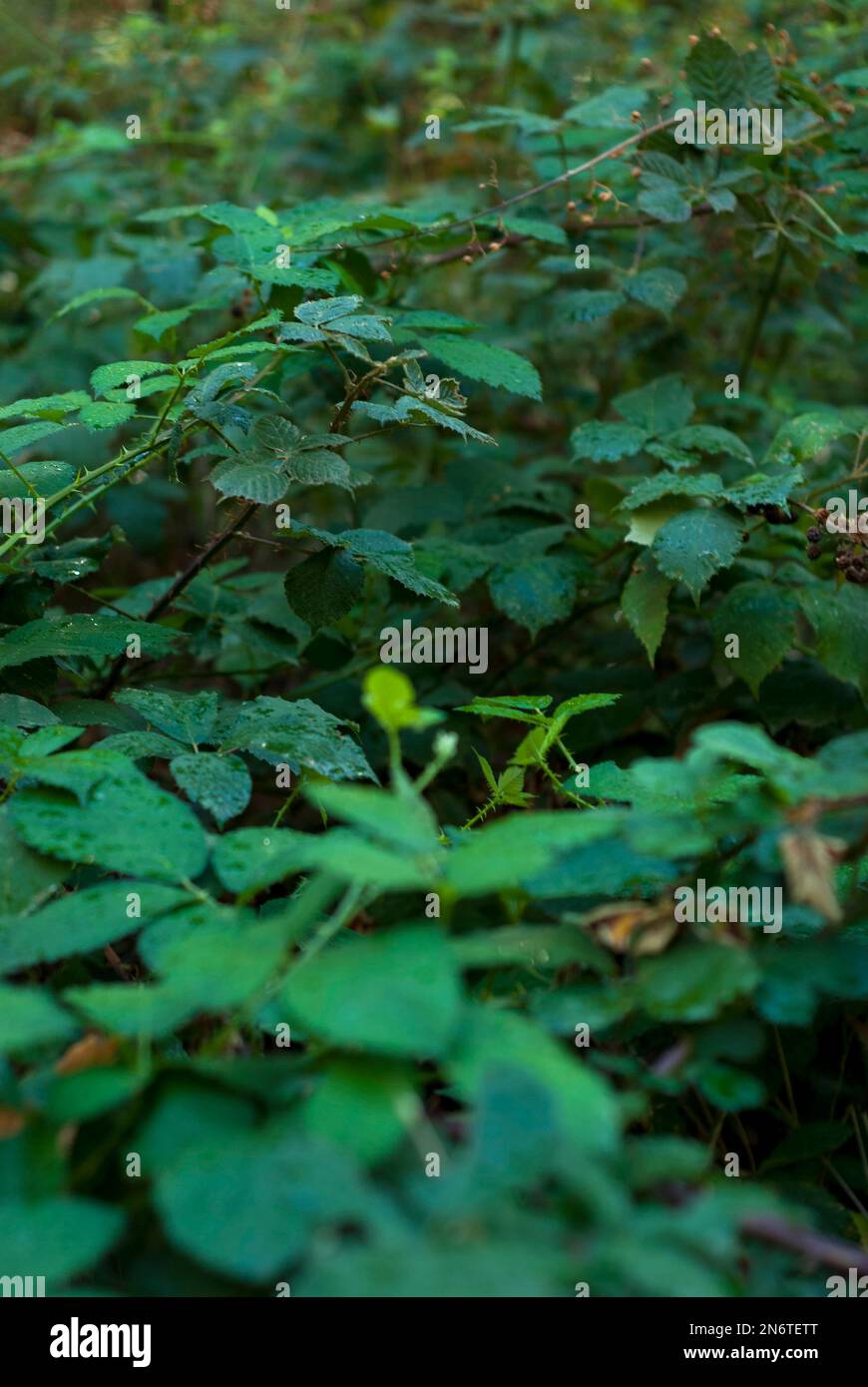leafy green grasses with rain dew on forest floor in vertical Stock ...