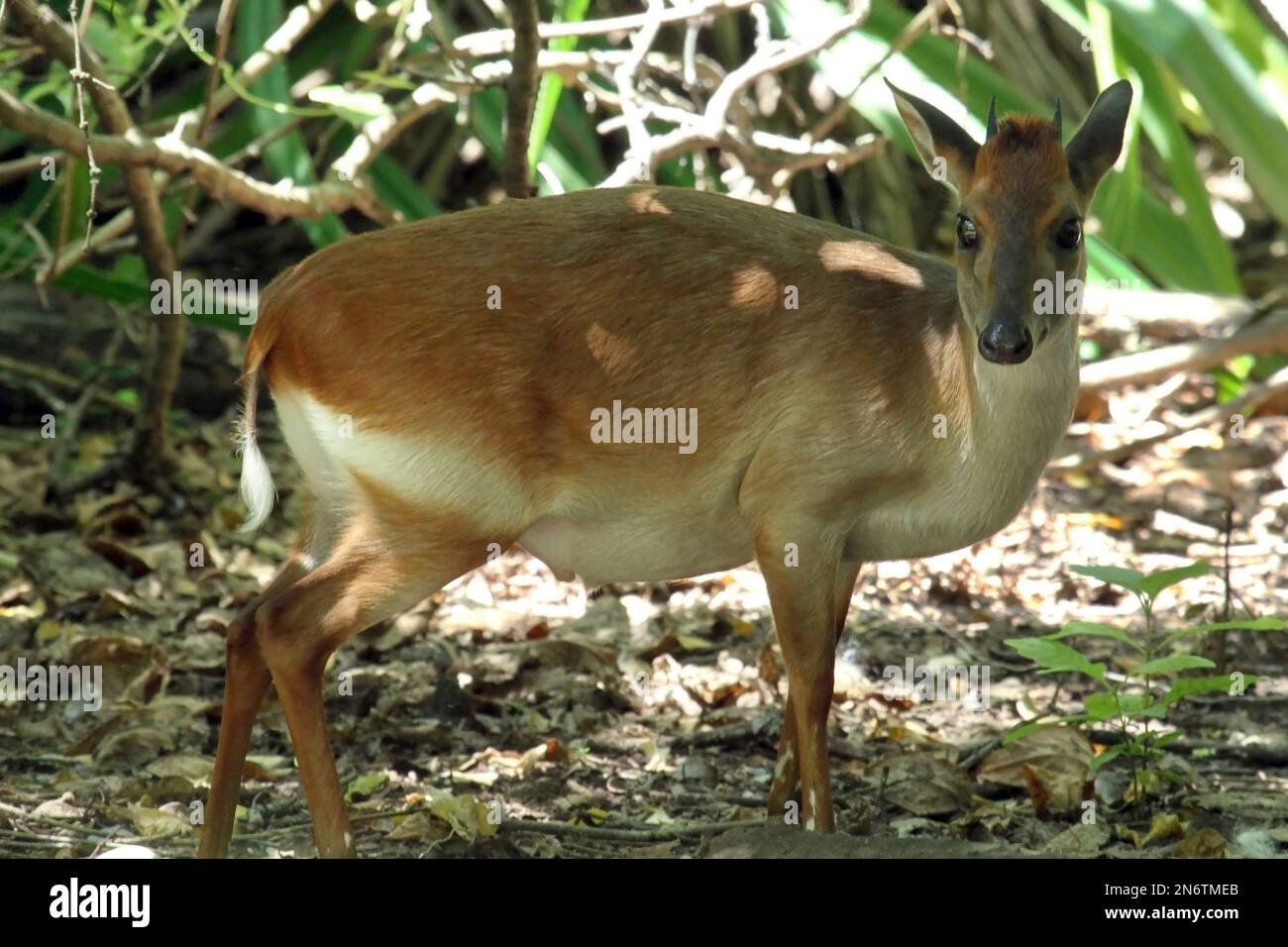 Zanzibar duiker antelope hi-res stock photography and images - Alamy