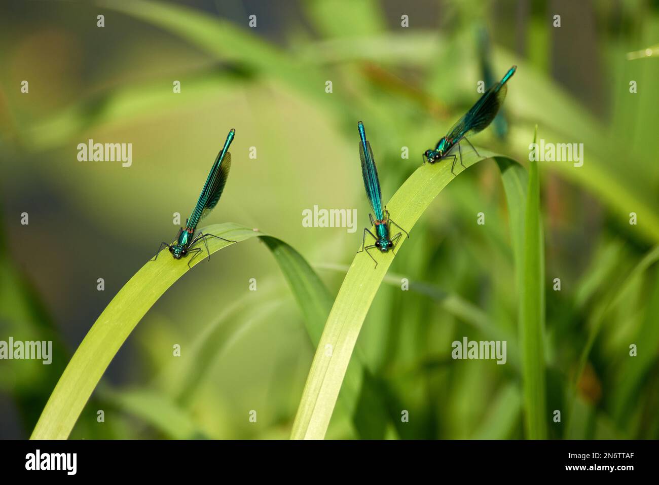 Dragon flies in grass Stock Photo - Alamy