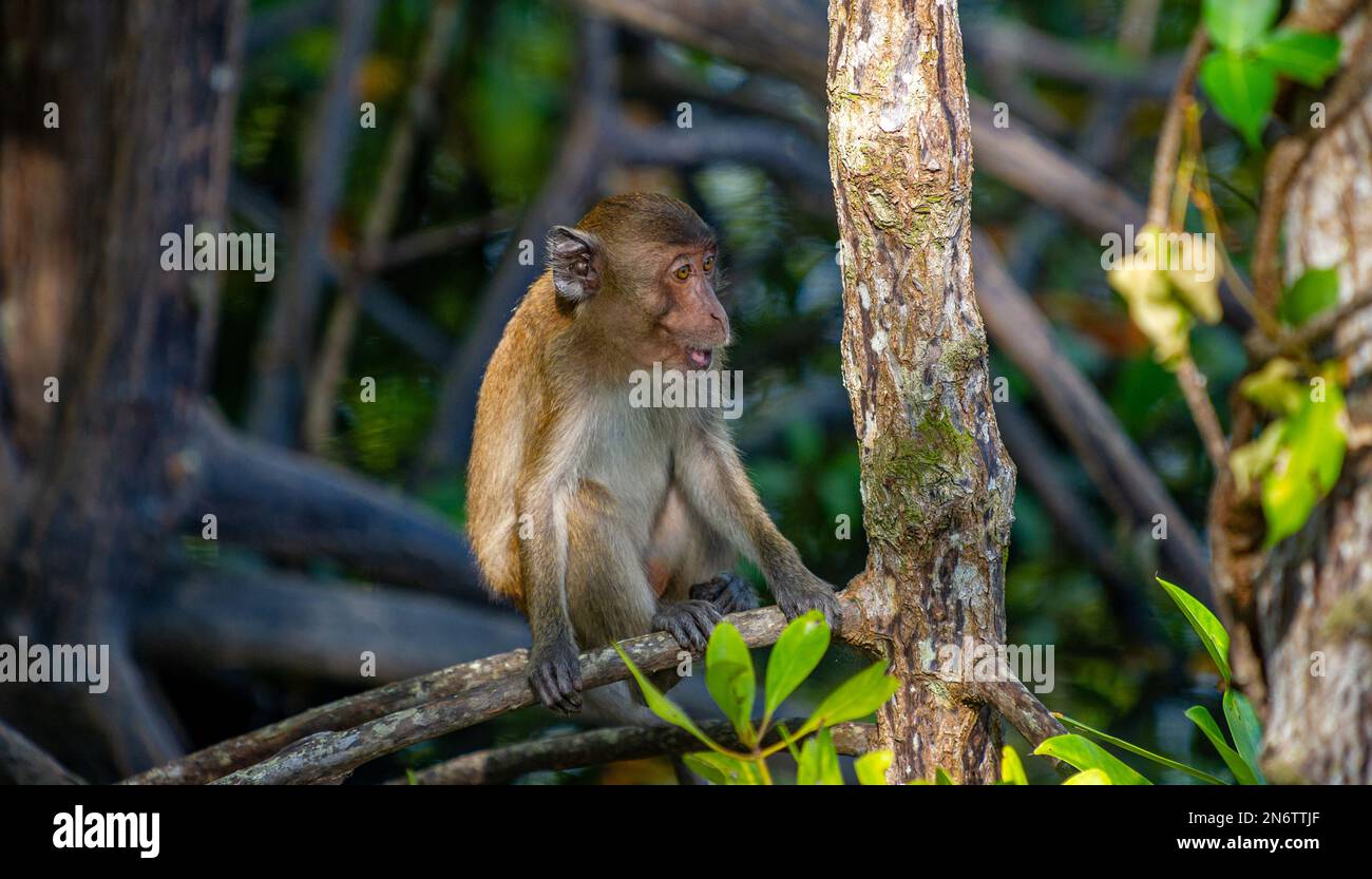 Wooden bridges surrounded by mangrove forest populated by monkeys ...