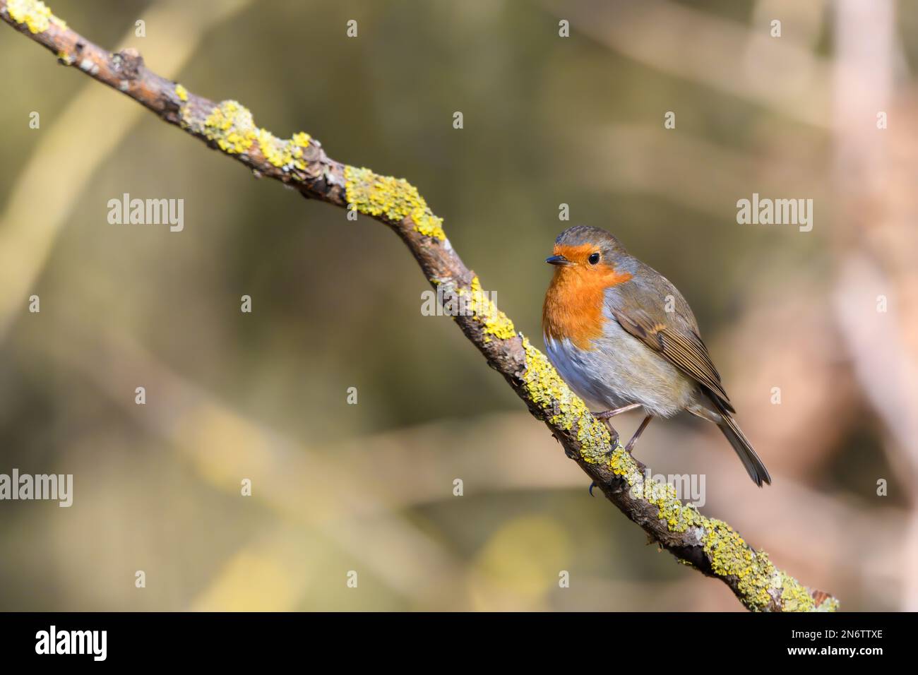 Eurasian Robin, Erithacus Rubecula, Perched on a lichen covered tree ...