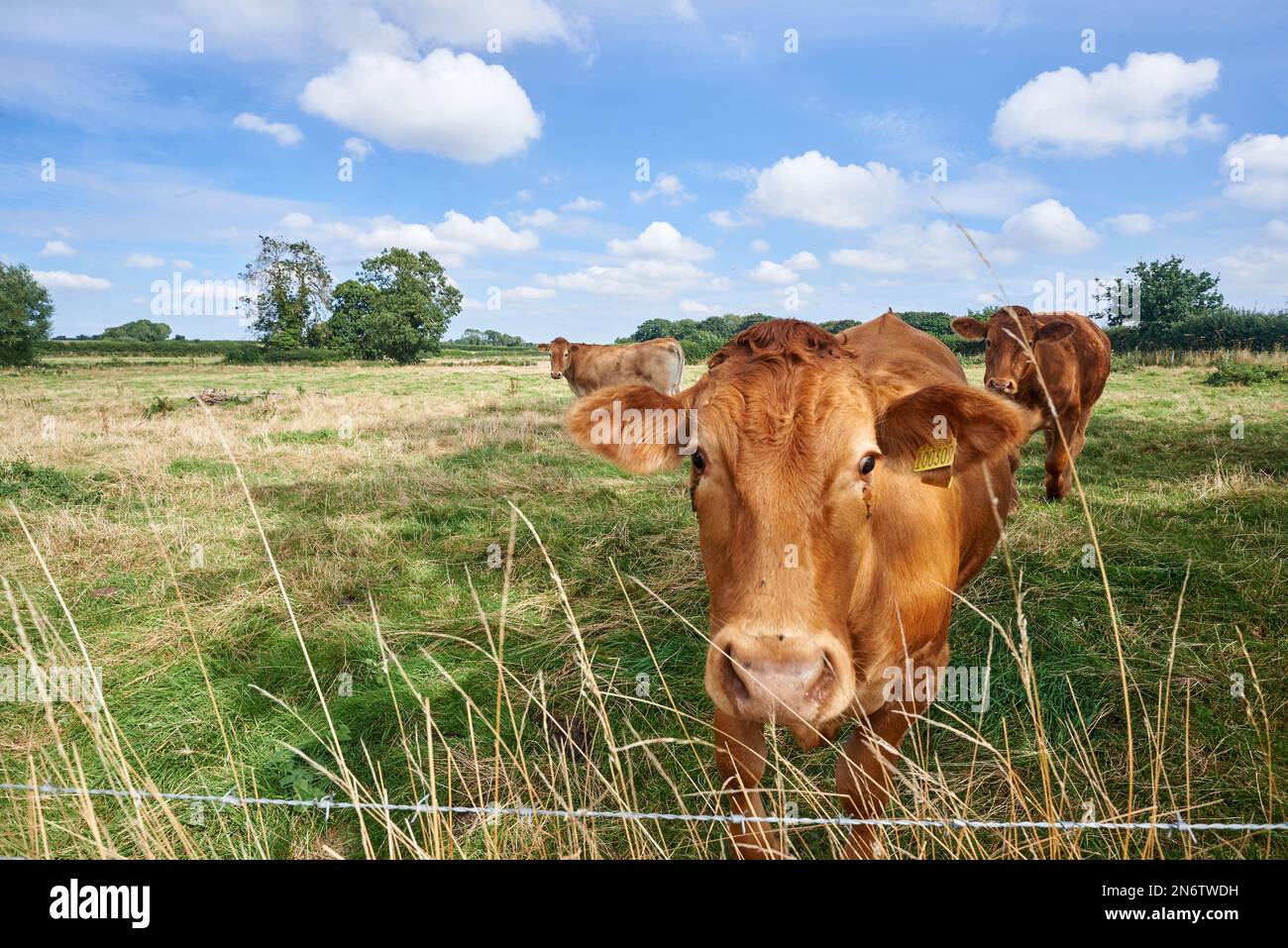 Cows grazing in a field Stock Photo - Alamy