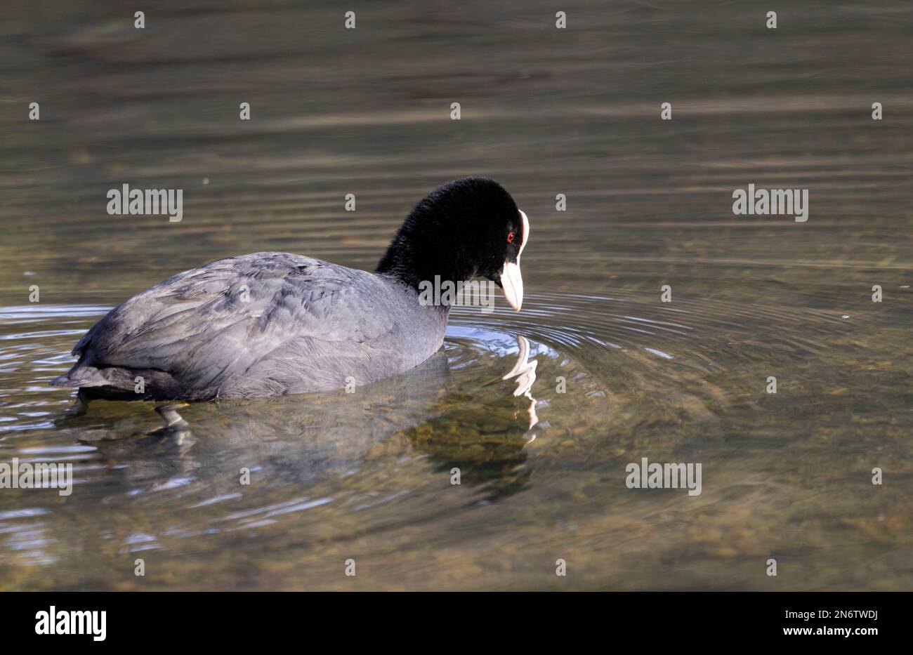The Coot is larger than its common relative, the Moorhen. The prominent ...
