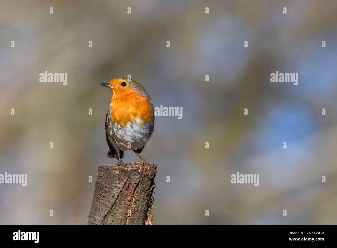Eurasian Robin, Erithacus Rubecula, Perched on a tree stump, Winter ...