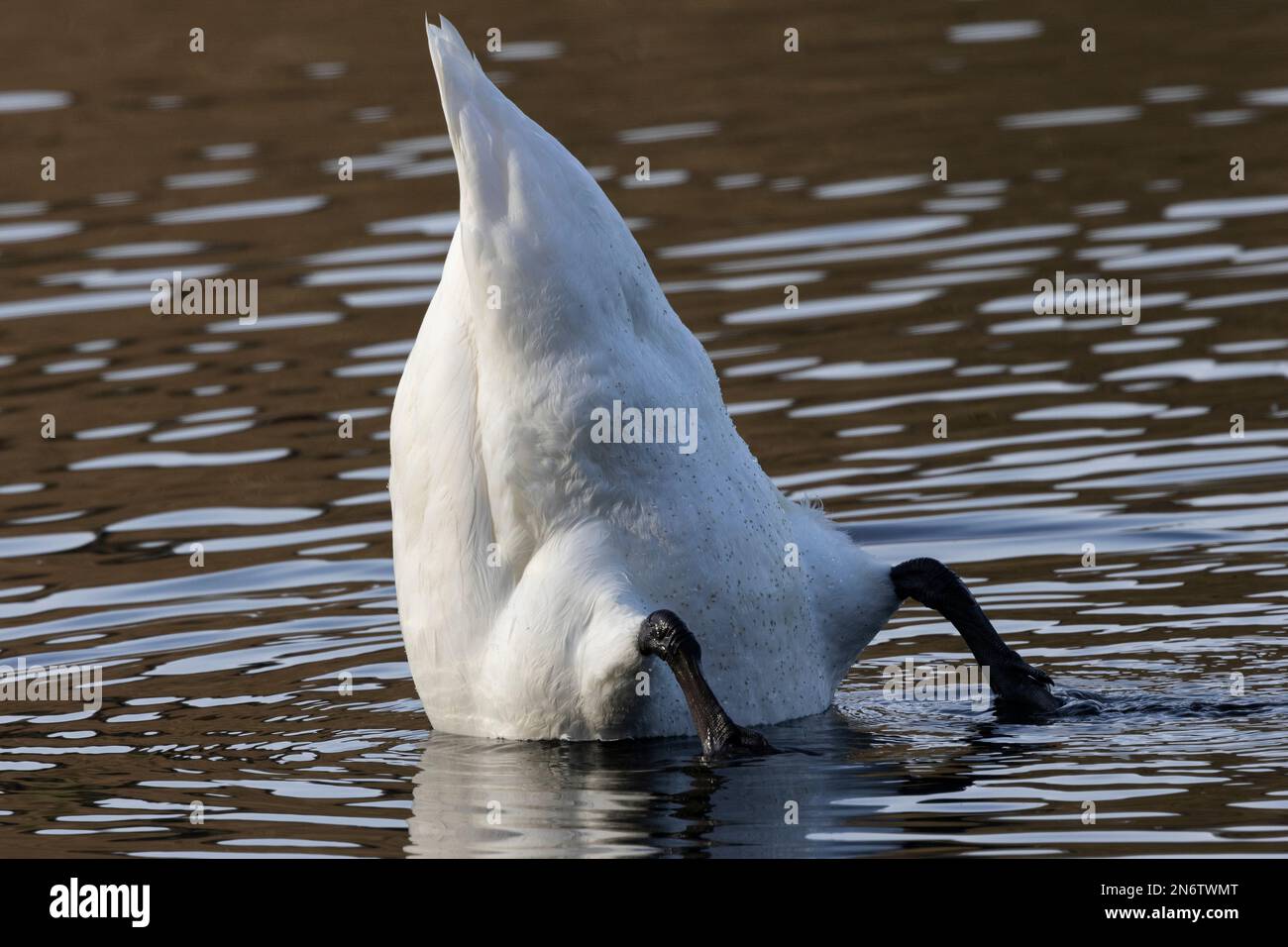 A Mute Swan uses its powerful webbed feet to enable it to feed from the ...