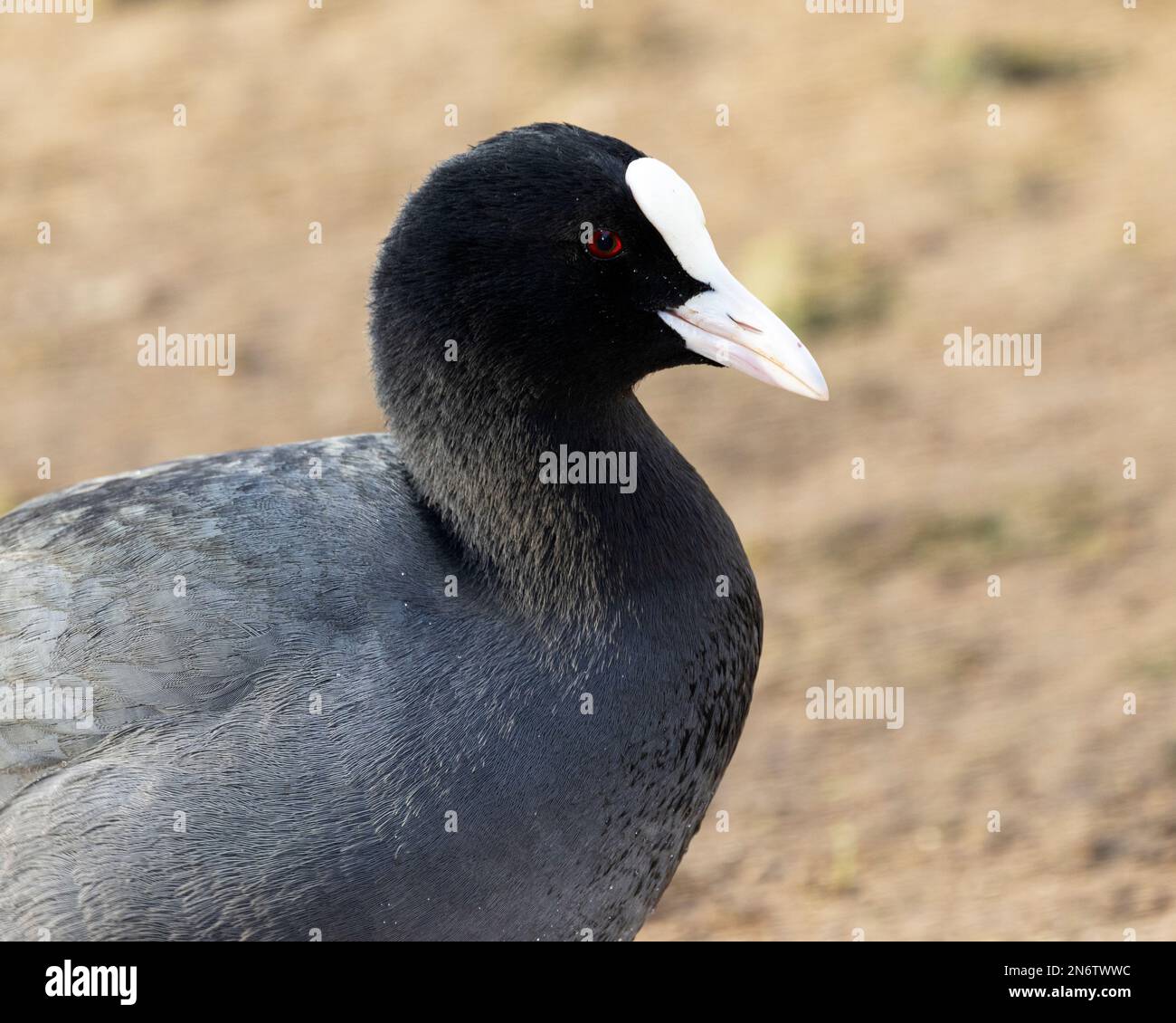 The Coot is larger than its common relative, the Moorhen. The prominent white beak and frontal ...