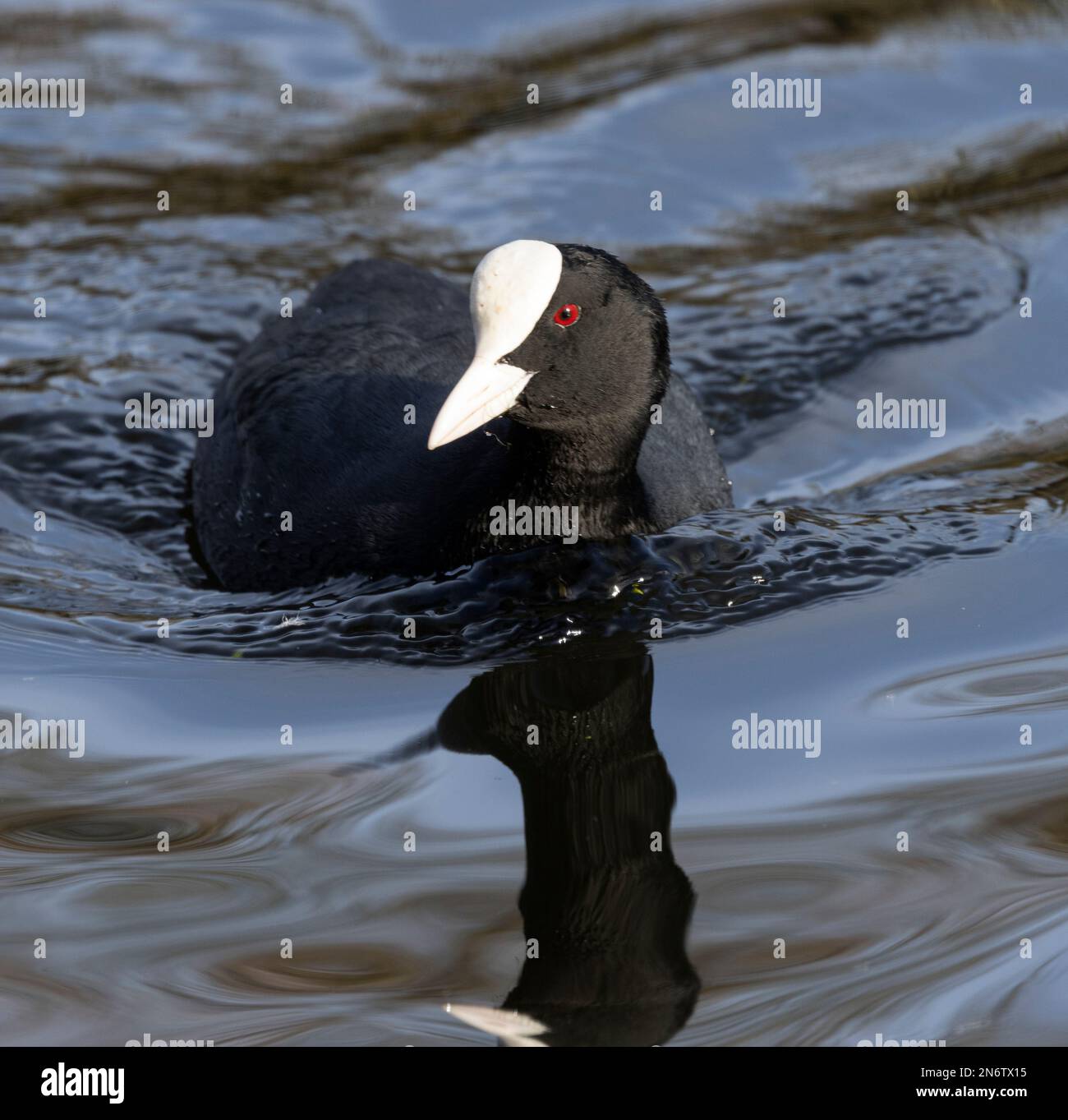 Distinctive white beak and shield hi-res stock photography and images ...