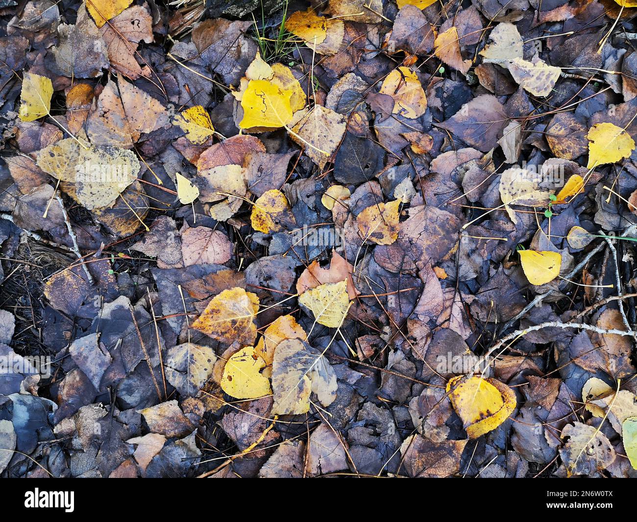 A top view of dirty yellow fallen leaves and dry twigs on the muddy ...