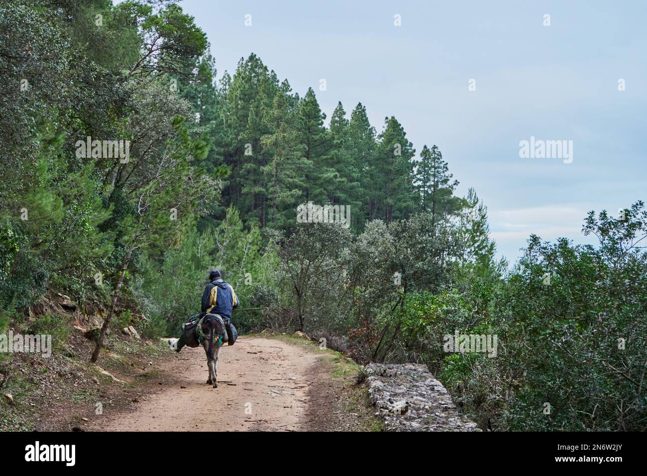 Donkey in middle meadow hi-res stock photography and images - Alamy