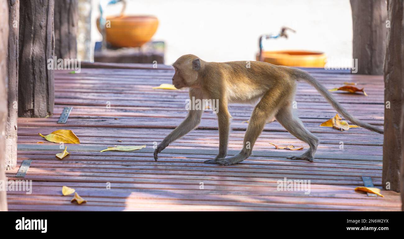 Wooden bridges surrounded by mangrove forest populated by monkeys ...