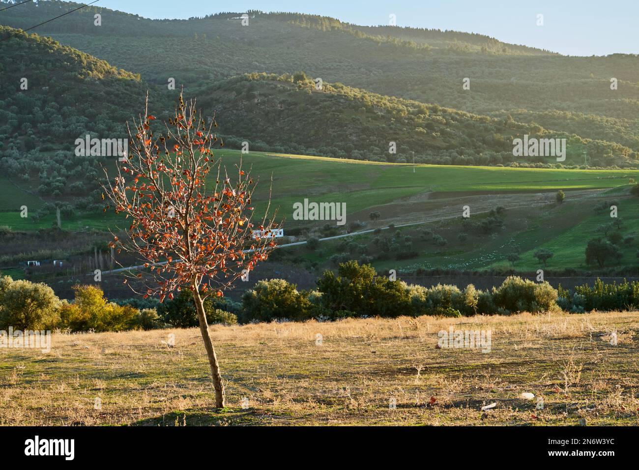 Trees on a Moroccan mountain Stock Photo - Alamy