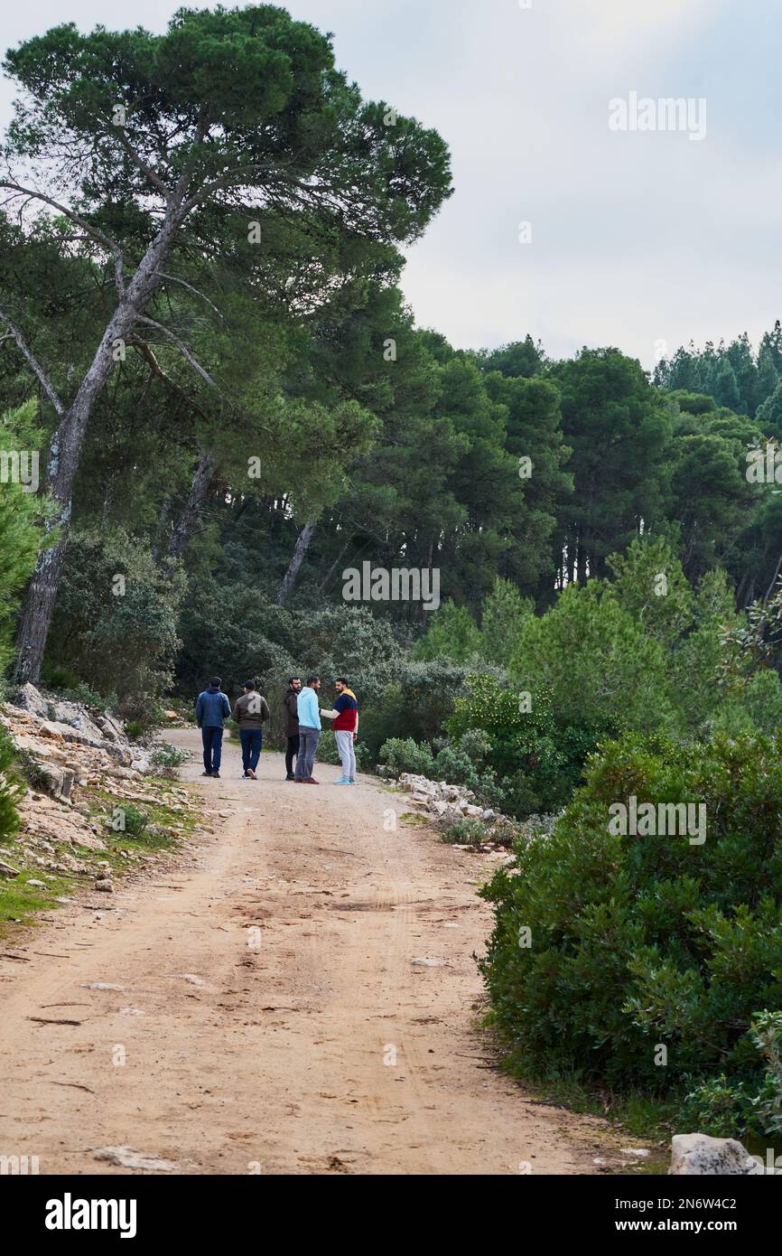 Trees in a Moroccan jungle Stock Photo - Alamy