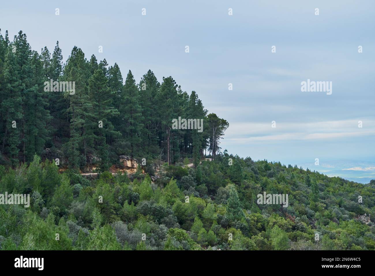 Trees in a Moroccan jungle Stock Photo - Alamy