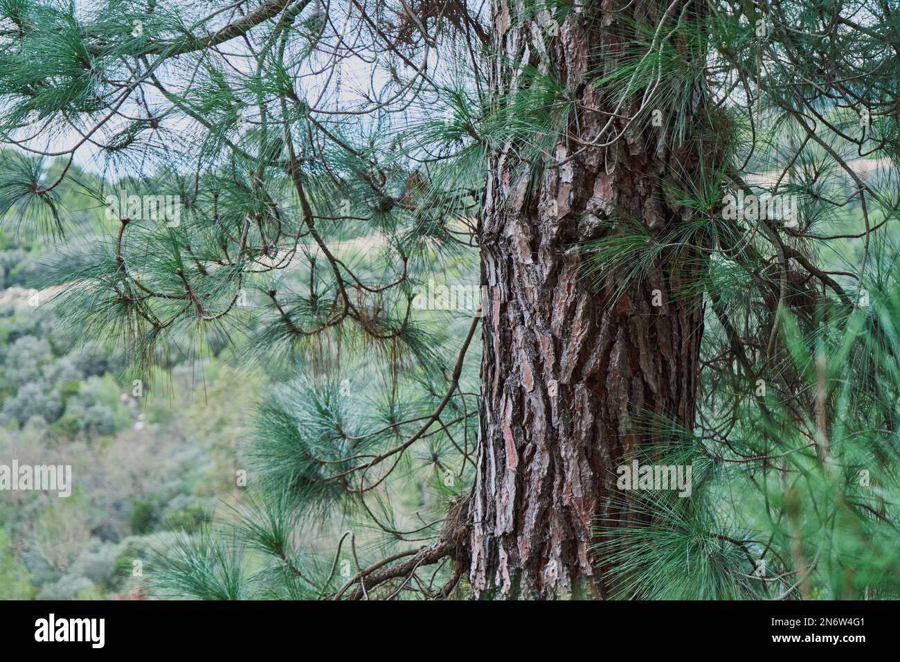 Trees in a Moroccan jungle Stock Photo - Alamy