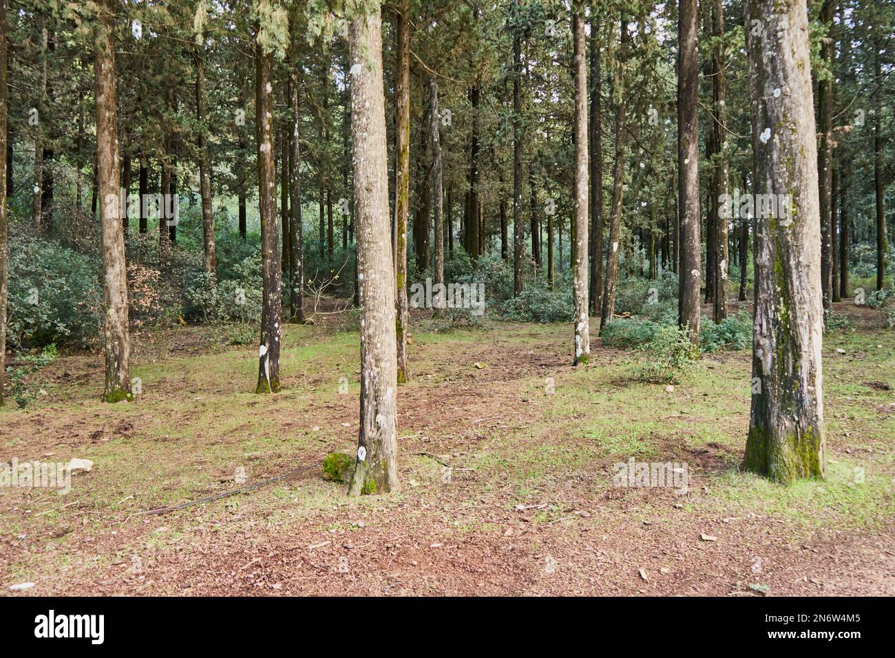 Trees in a Moroccan jungle Stock Photo - Alamy