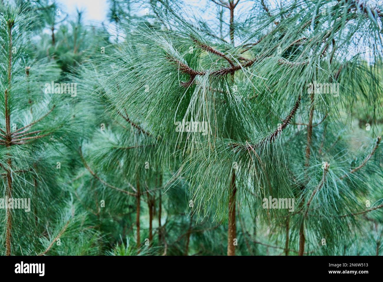 Trees in a Moroccan jungle Stock Photo - Alamy