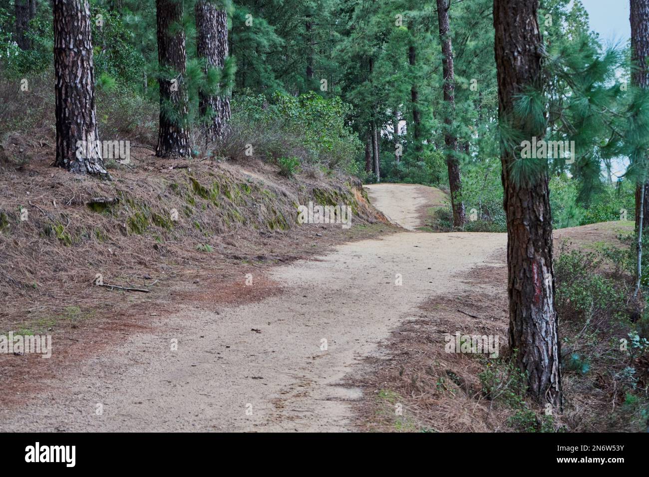 Trees in a Moroccan jungle Stock Photo - Alamy
