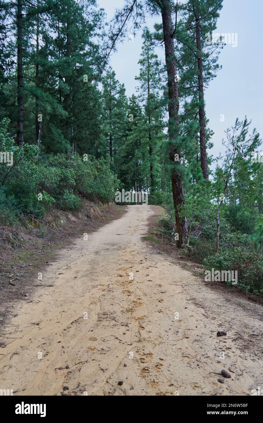 Trees in a Moroccan jungle Stock Photo - Alamy
