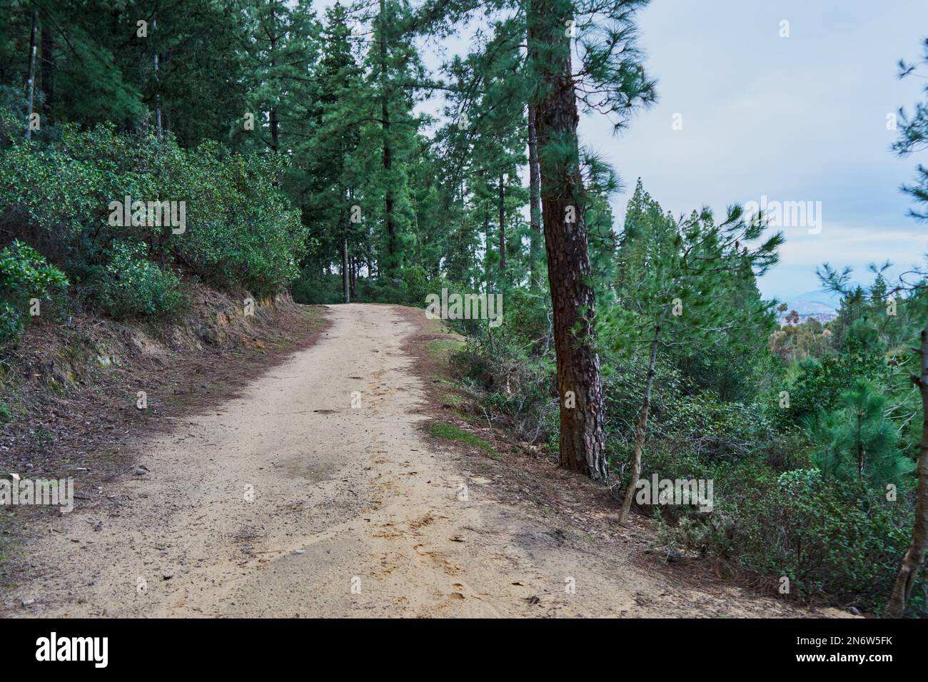 Trees in a Moroccan jungle Stock Photo - Alamy