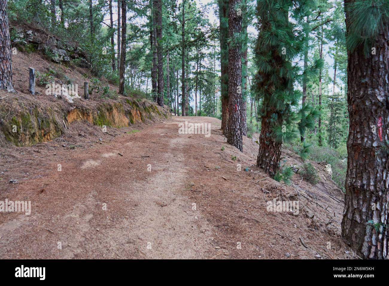 Trees in a Moroccan jungle Stock Photo - Alamy