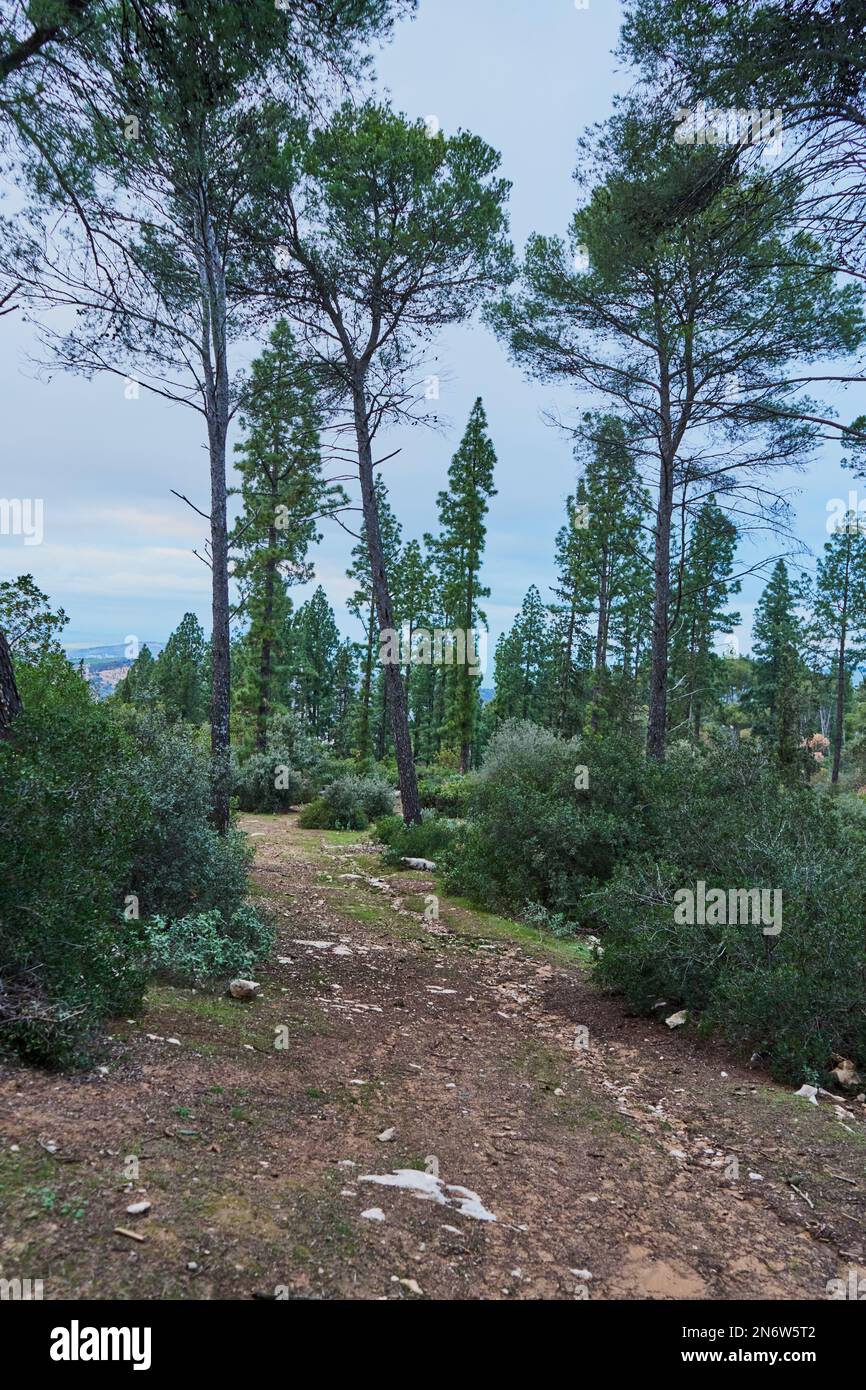 Trees in a Moroccan jungle Stock Photo - Alamy