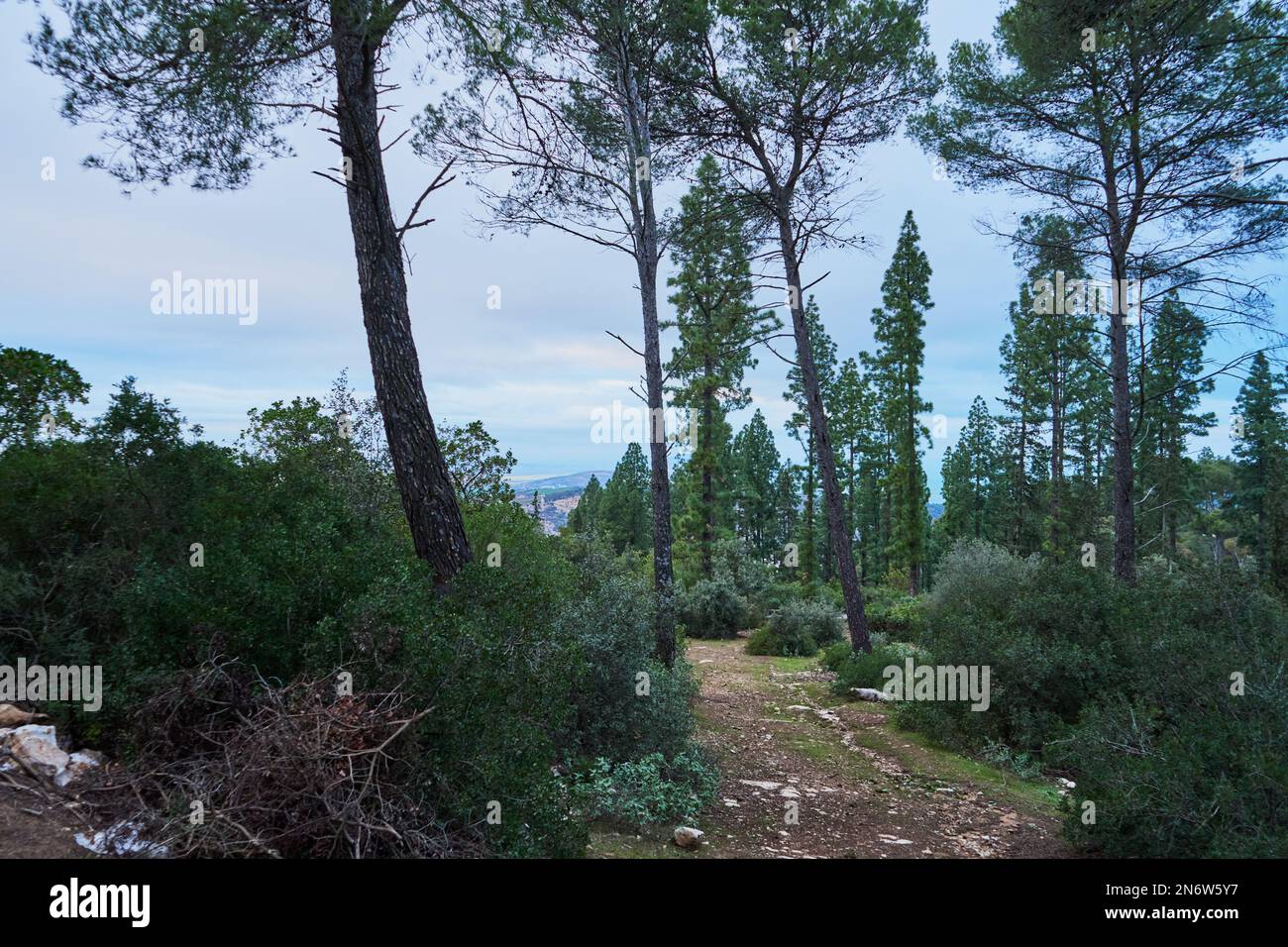 Trees in a Moroccan jungle Stock Photo - Alamy