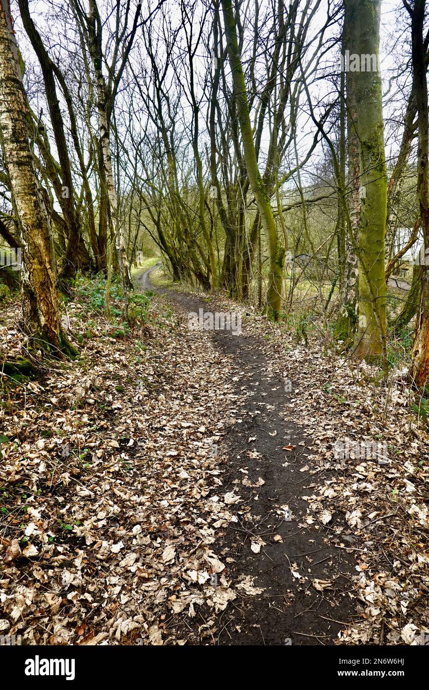 A tree-lined path along the Sett Valley Trail, Birch Vale, Derbyshire ...