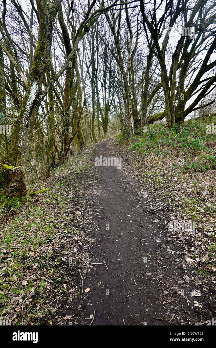 A tree-lined path along the Sett Valley Trail, Birch Vale, Derbyshire ...