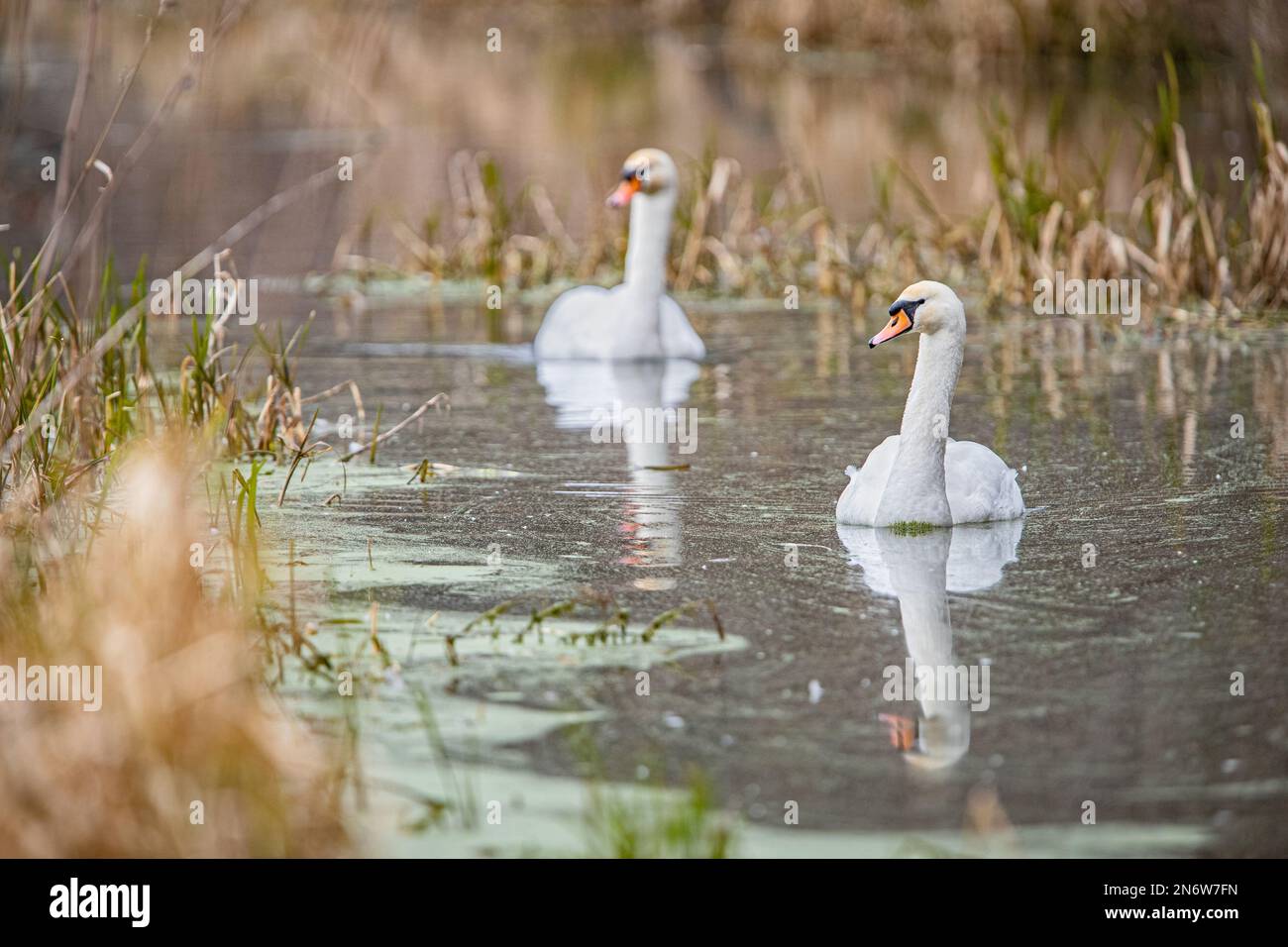 Swans float hi-res stock photography and images - Alamy