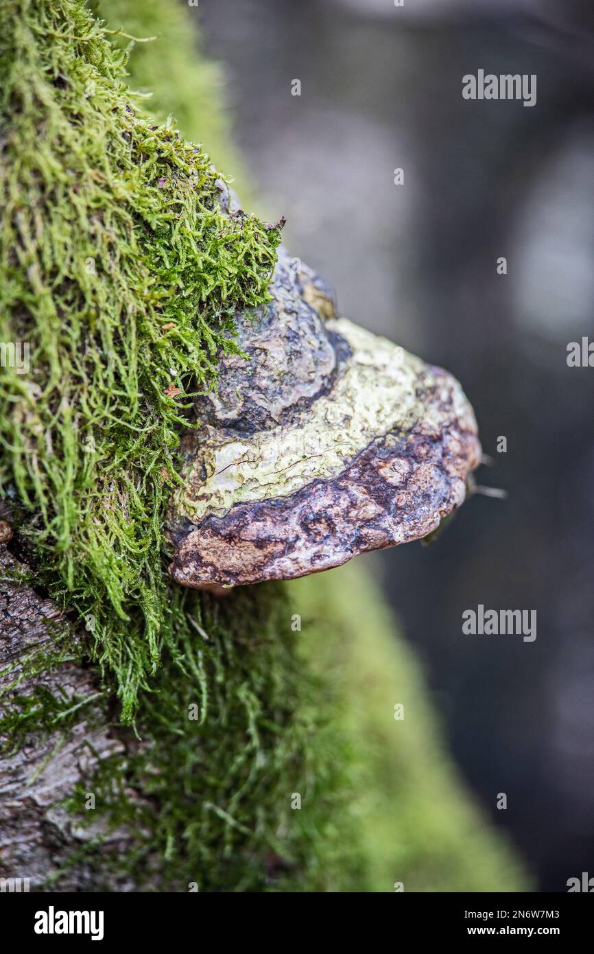 Birch Polypore fungus on a dead tree in British Woodland Stock Photo ...