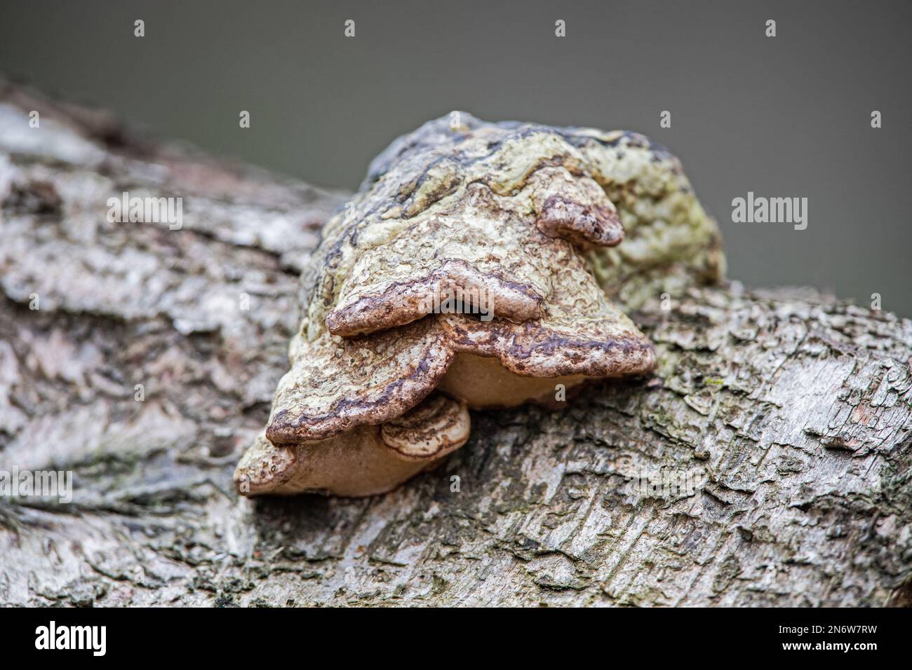 Fungus on a dead tree in British Woodland Stock Photo - Alamy
