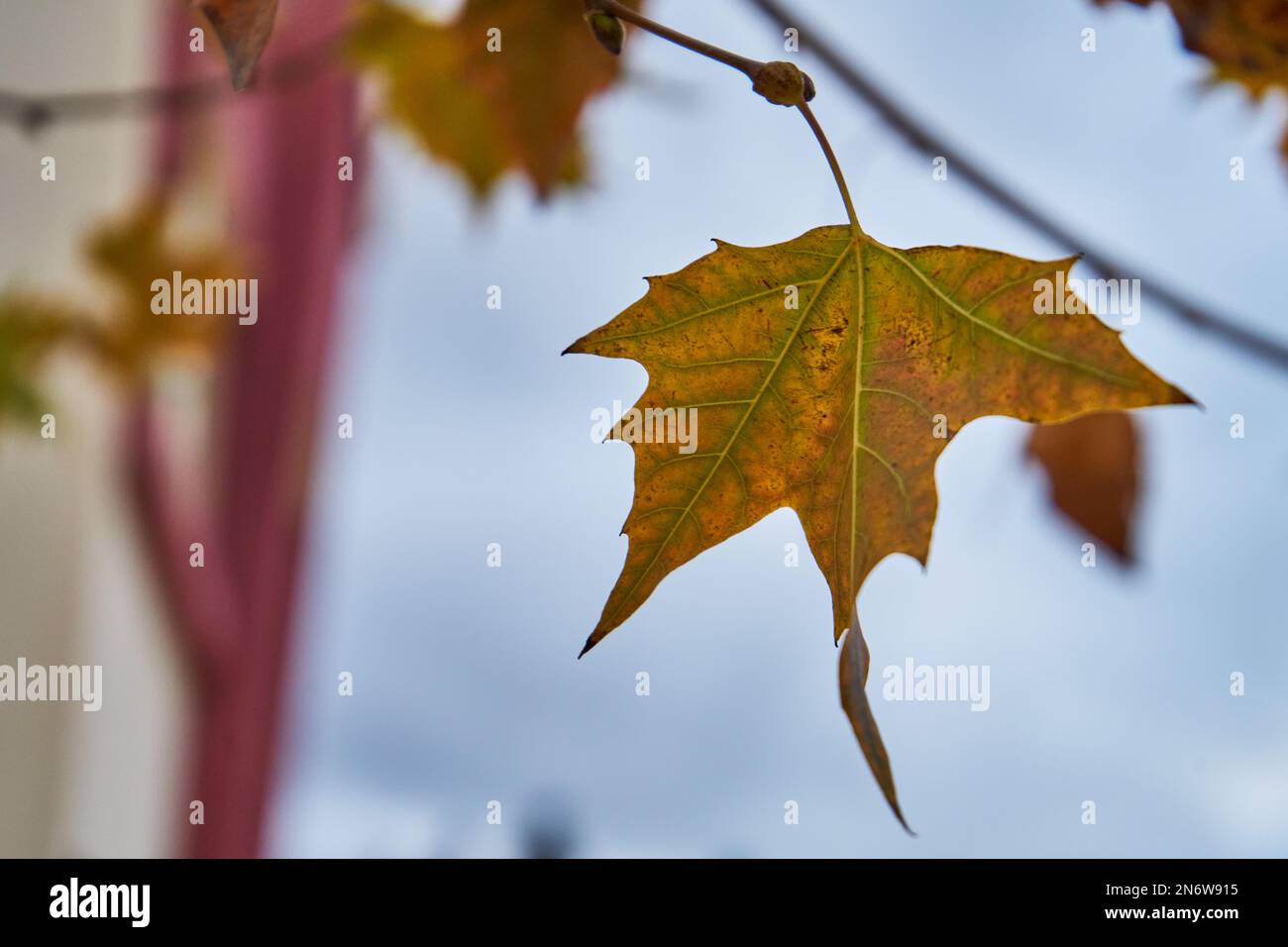 October in morocco autumn hi-res stock photography and images - Alamy