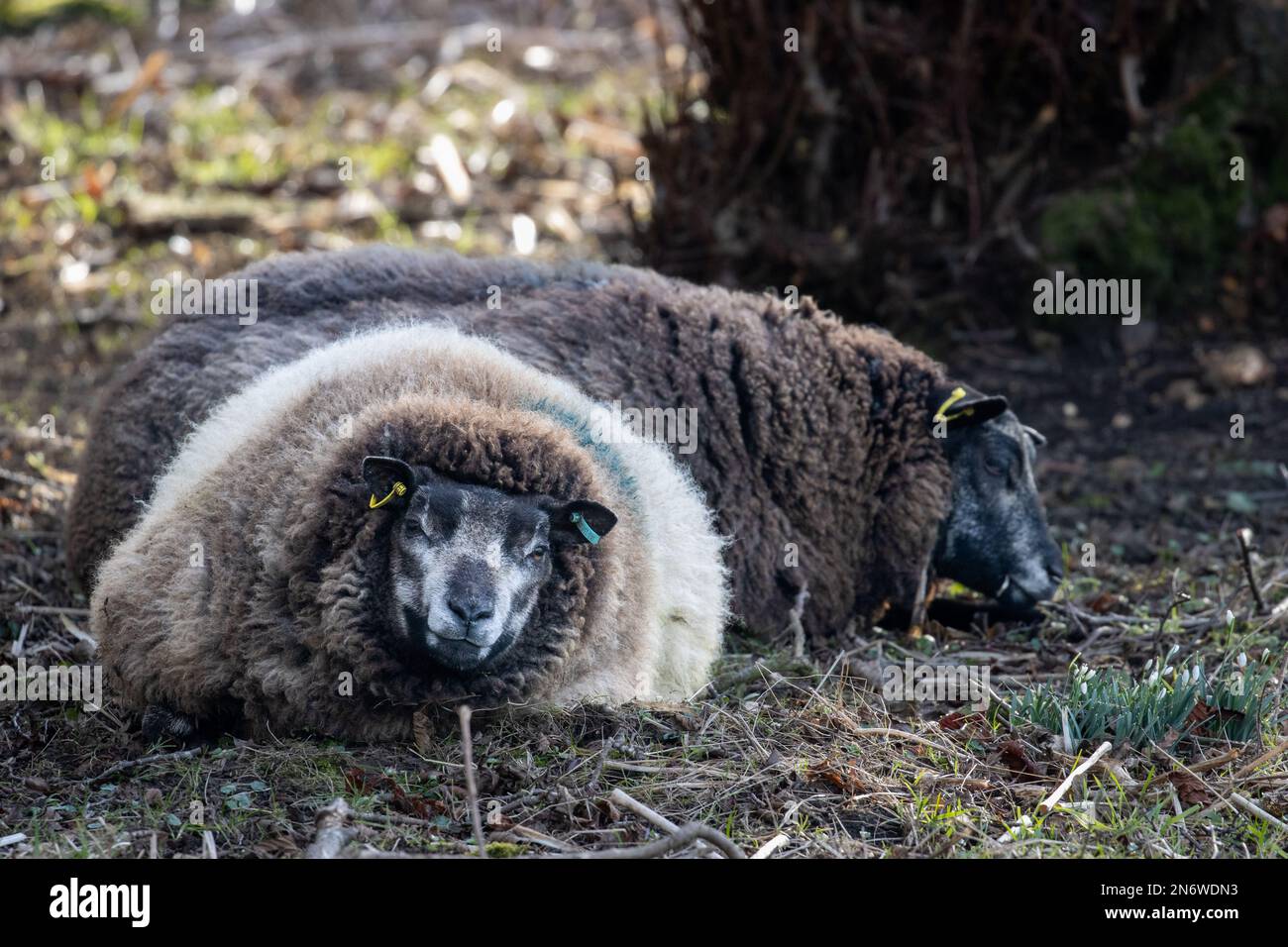 Portrait of a blue texel sheep with a black and white face and brown ...