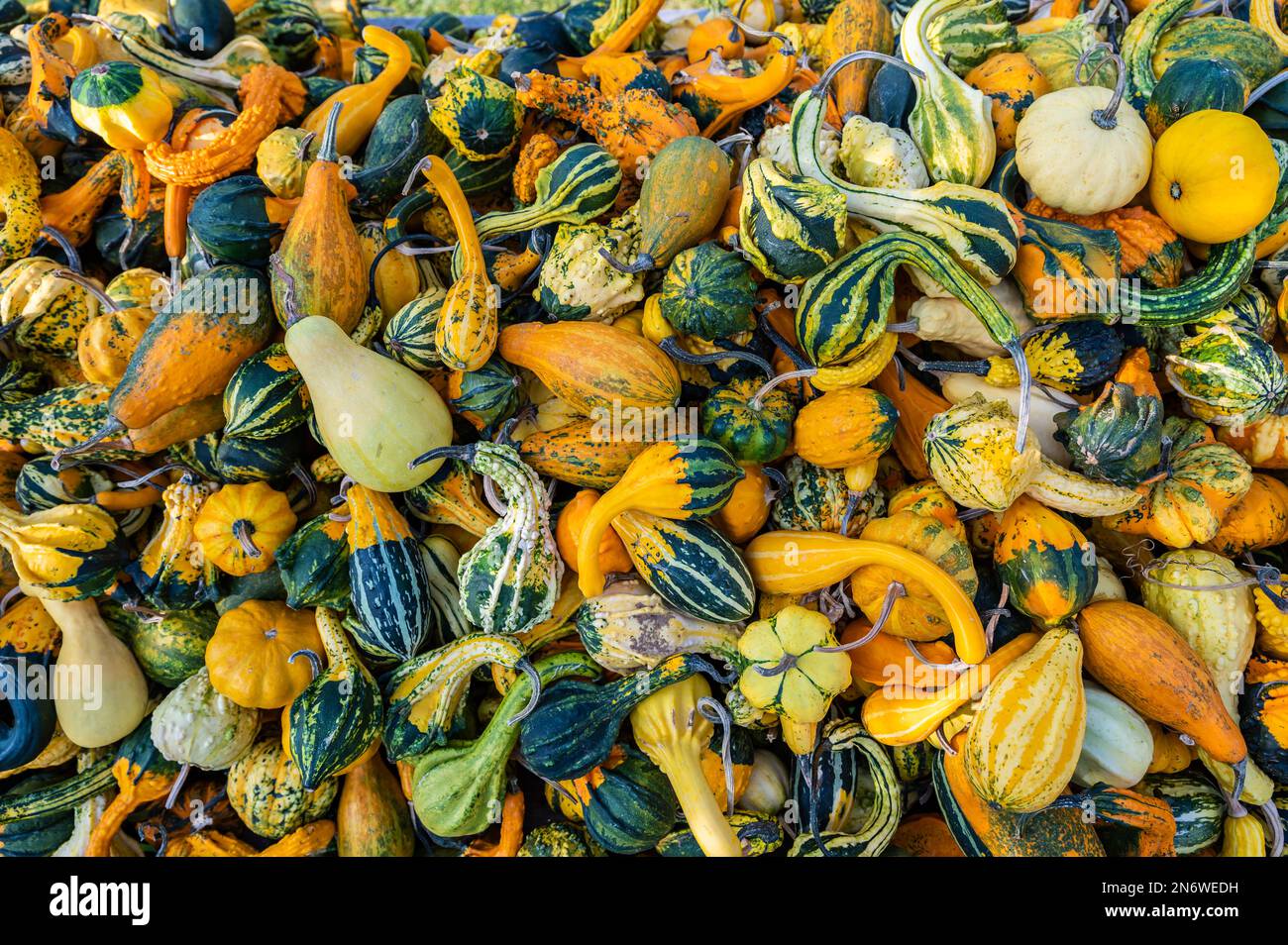 Pumpkin ornamental gourds background, lots of different colored small ...
