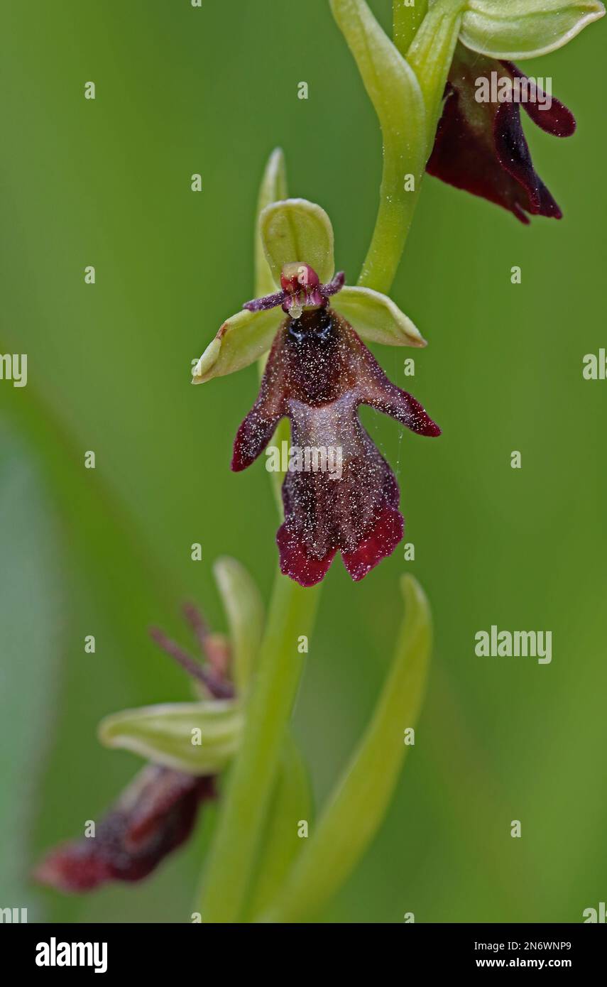 Fly Orchid (Ophrys insectifera) close-up of flower Estonia June Stock ...