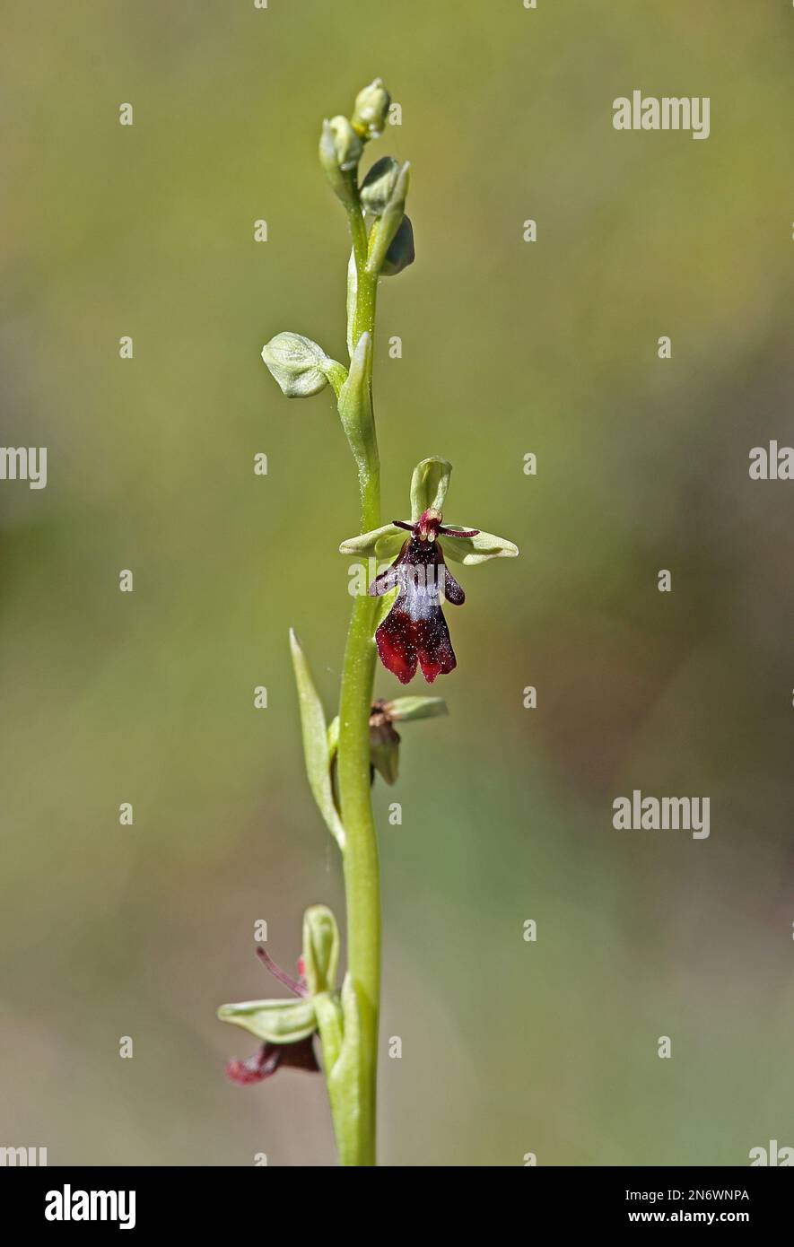 Fly Orchid (Ophrys insectifera) flower spike Estonia June Stock Photo ...