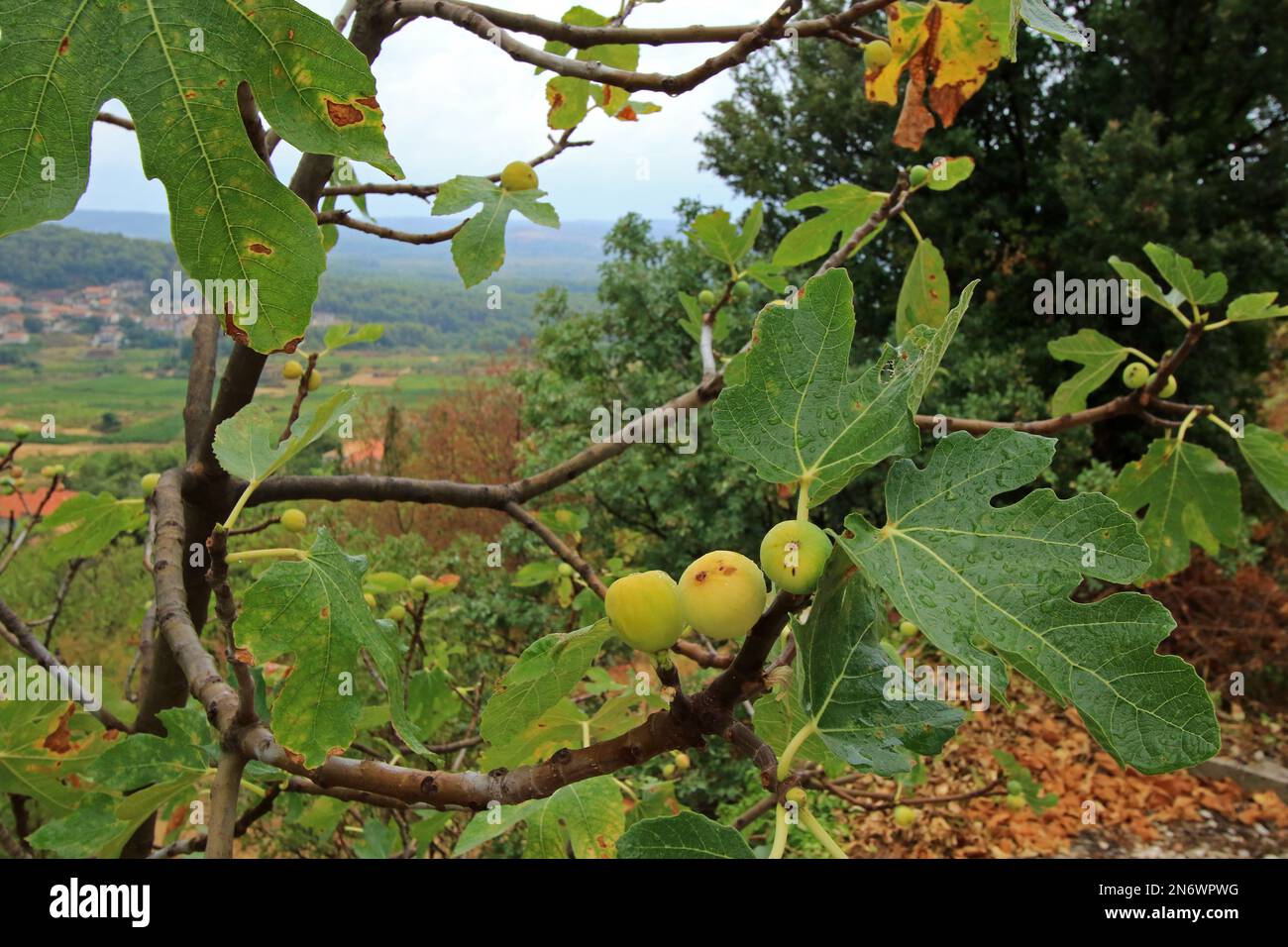 Figs in iterior of Hvar island, Croatia Stock Photo - Alamy
