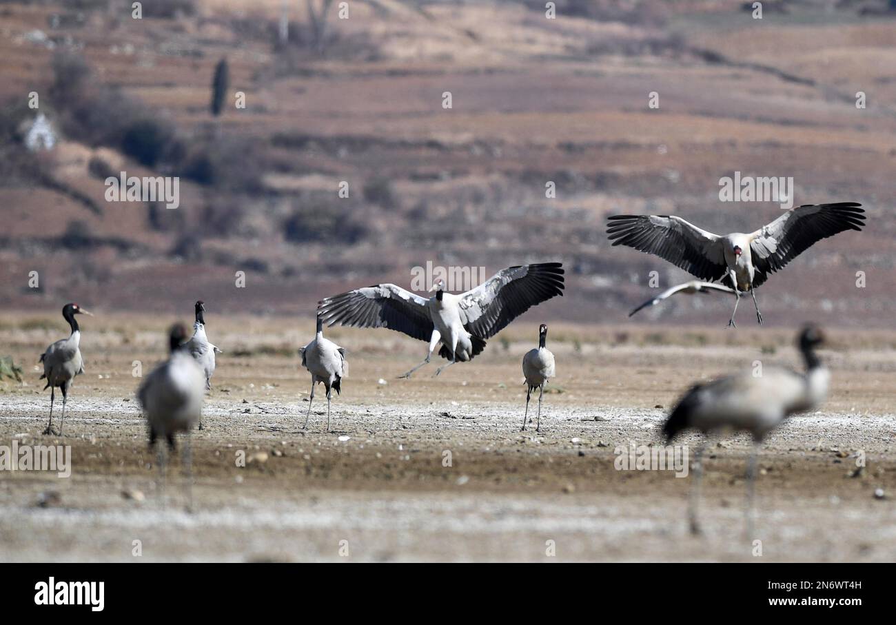 Weining, China's Guizhou Province. 10th Feb, 2023. Black-necked cranes ...