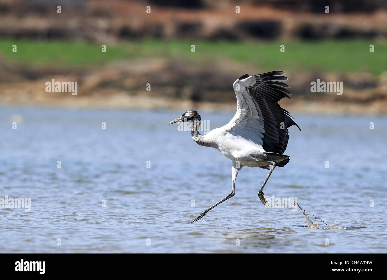 Weining, China's Guizhou Province. 10th Feb, 2023. A black-necked crane ...