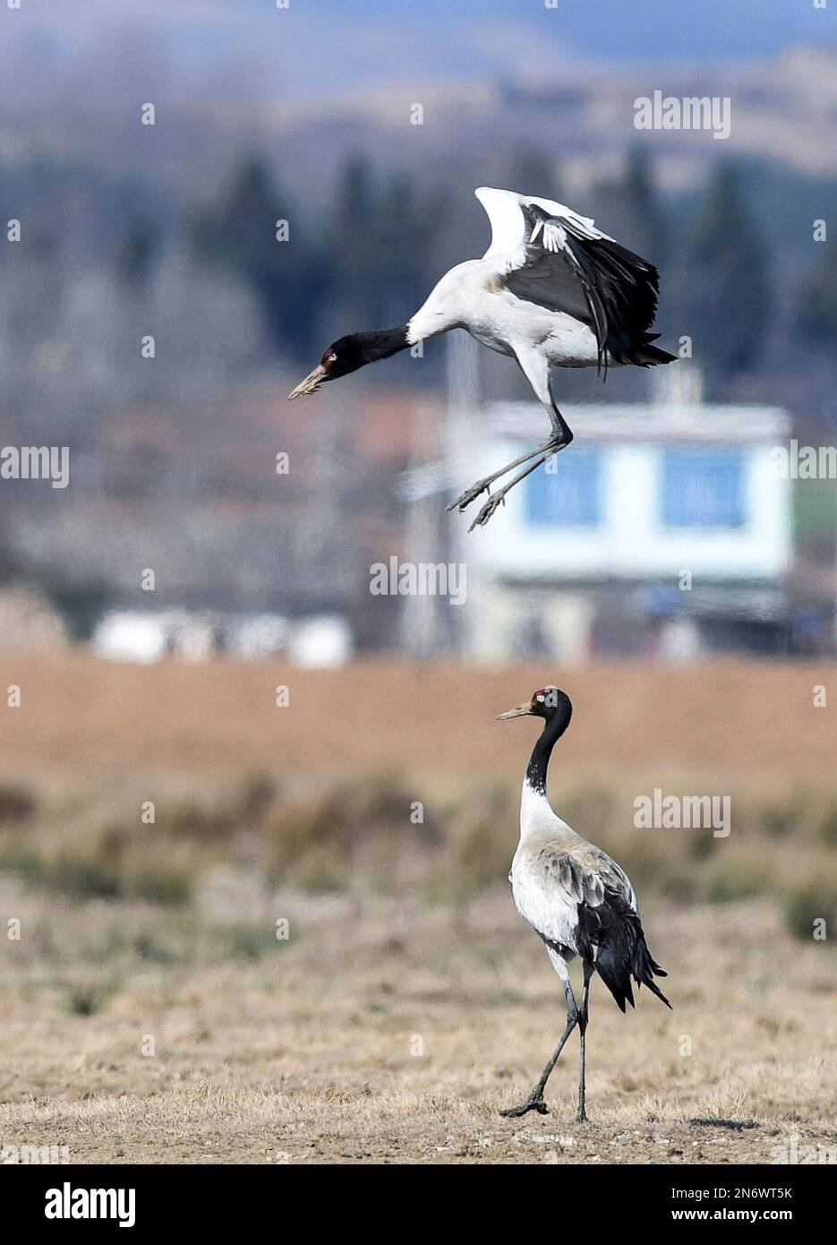 Weining, China's Guizhou Province. 10th Feb, 2023. Black-necked cranes ...