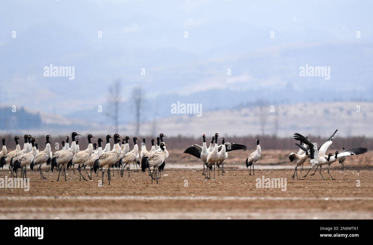 Weining, China's Guizhou Province. 9th Feb, 2023. Black-necked cranes ...