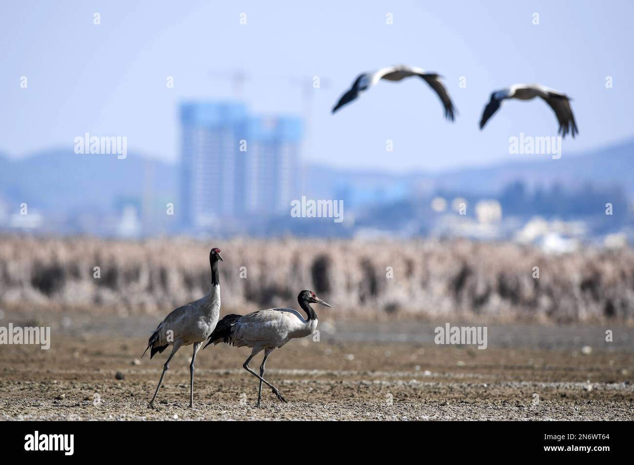 Weining, China's Guizhou Province. 10th Feb, 2023. Black-necked cranes ...