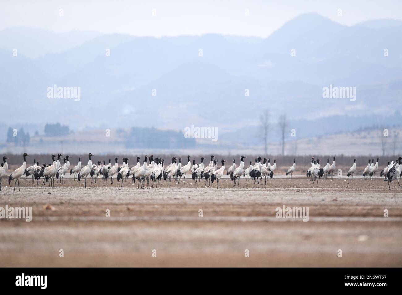Weining, China's Guizhou Province. 9th Feb, 2023. Black-necked cranes ...