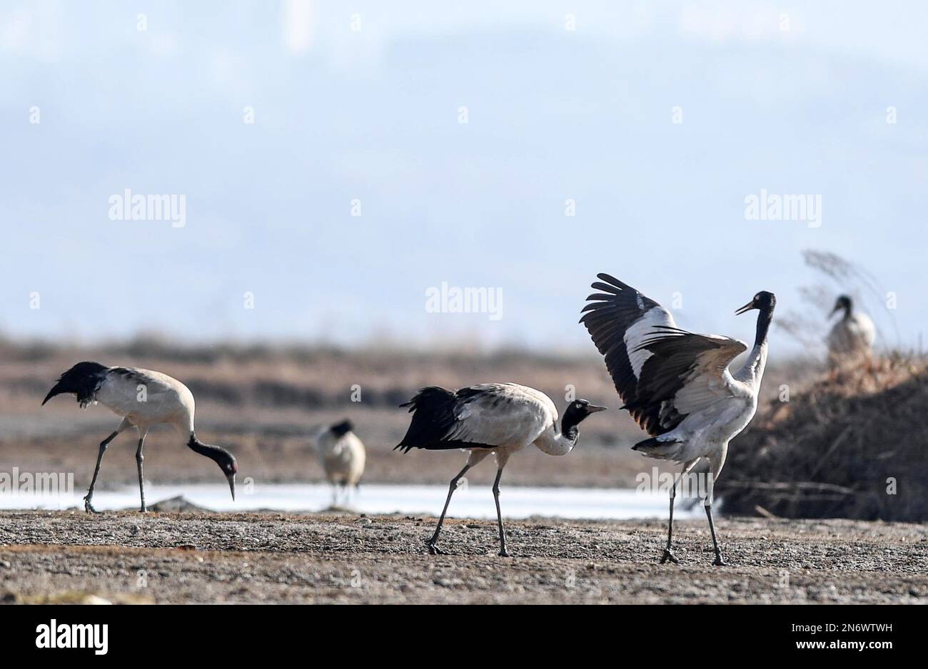 Weining, China's Guizhou Province. 10th Feb, 2023. Black-necked cranes ...