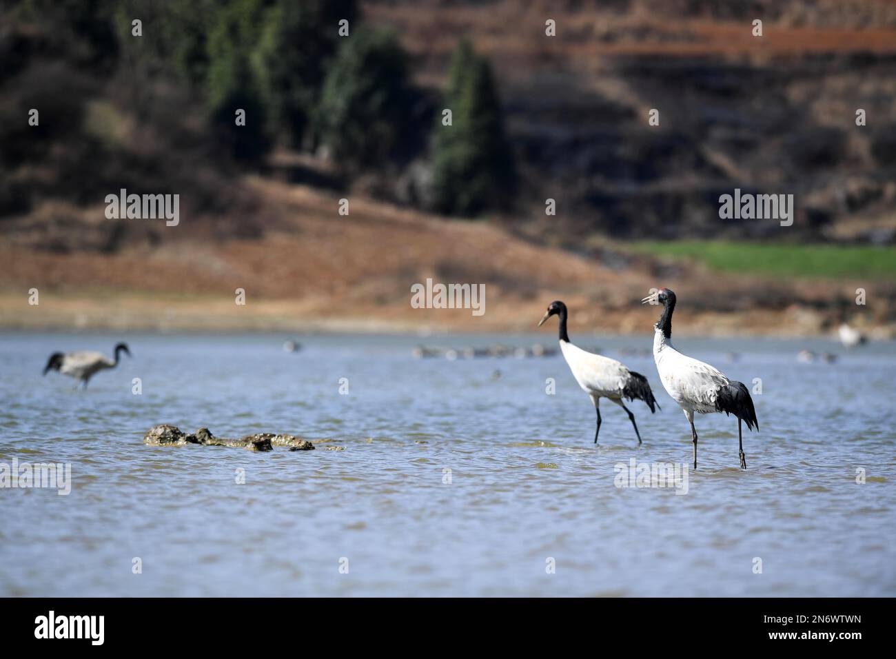 Weining, China's Guizhou Province. 10th Feb, 2023. Black-necked cranes ...
