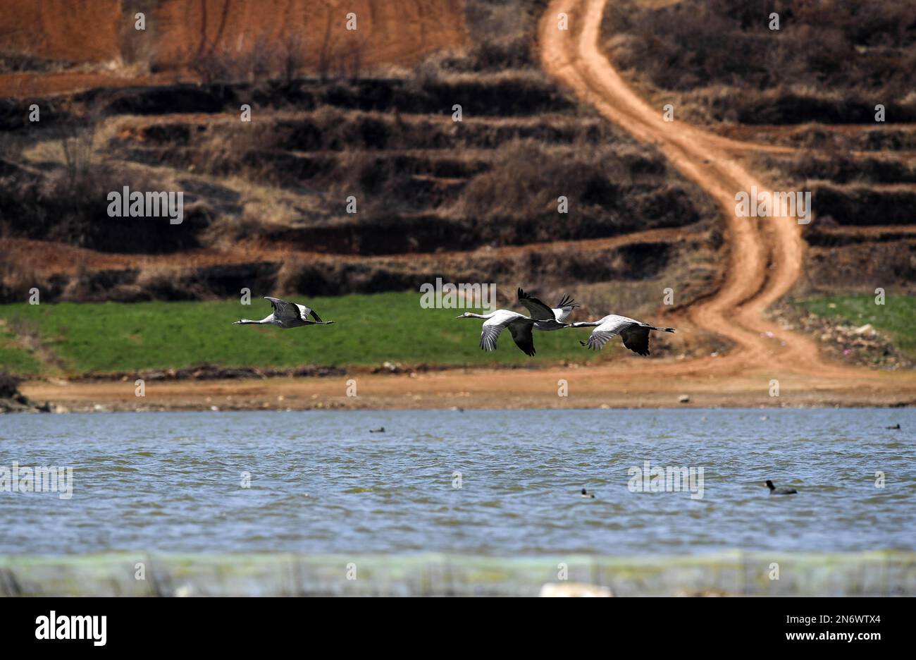 Weining, China's Guizhou Province. 10th Feb, 2023. Grey cranes fly at ...