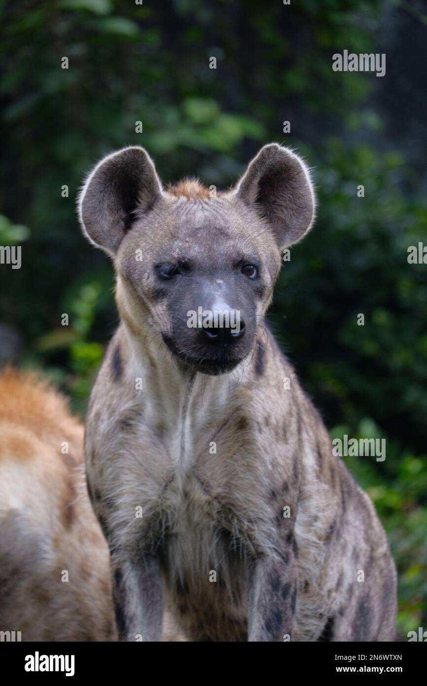 A vertical shot of a serious-looking hyena in the zoo Stock Photo - Alamy