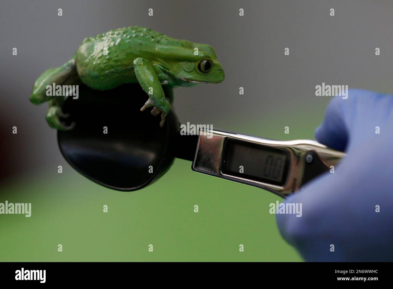 A zoo keeper weighs a waxy monkey frog during the annual weigh-in at ...